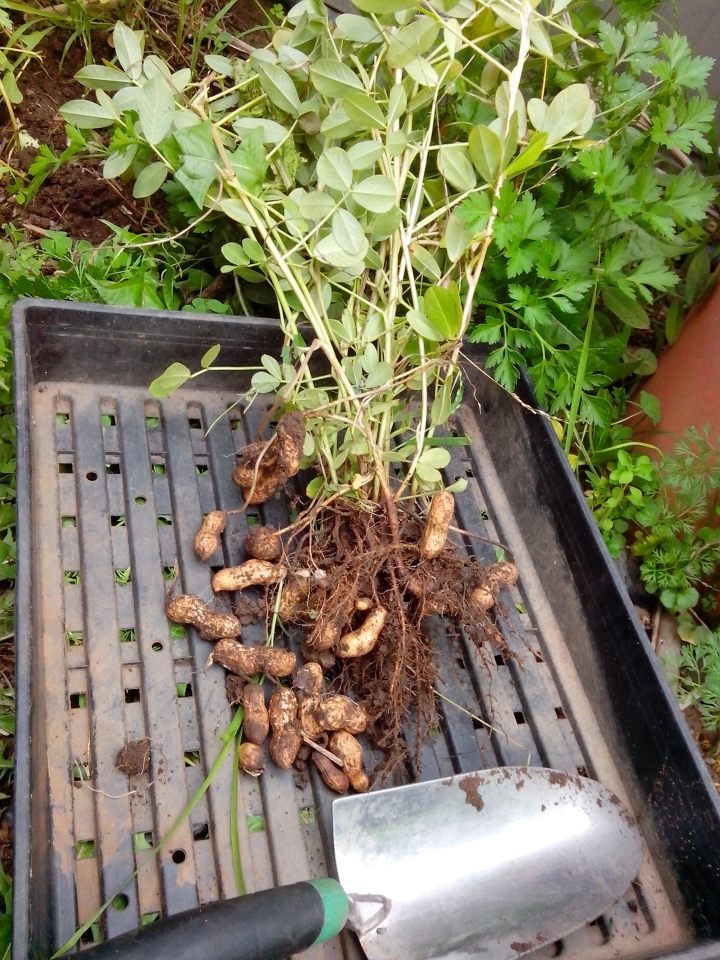 Grow your own peanuts – The Grantham Gardener