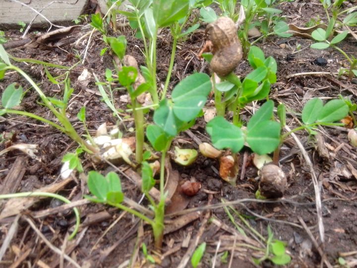 Grow your own peanuts – The Grantham Gardener