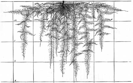 Growing Capsicums – The Grantham Gardener