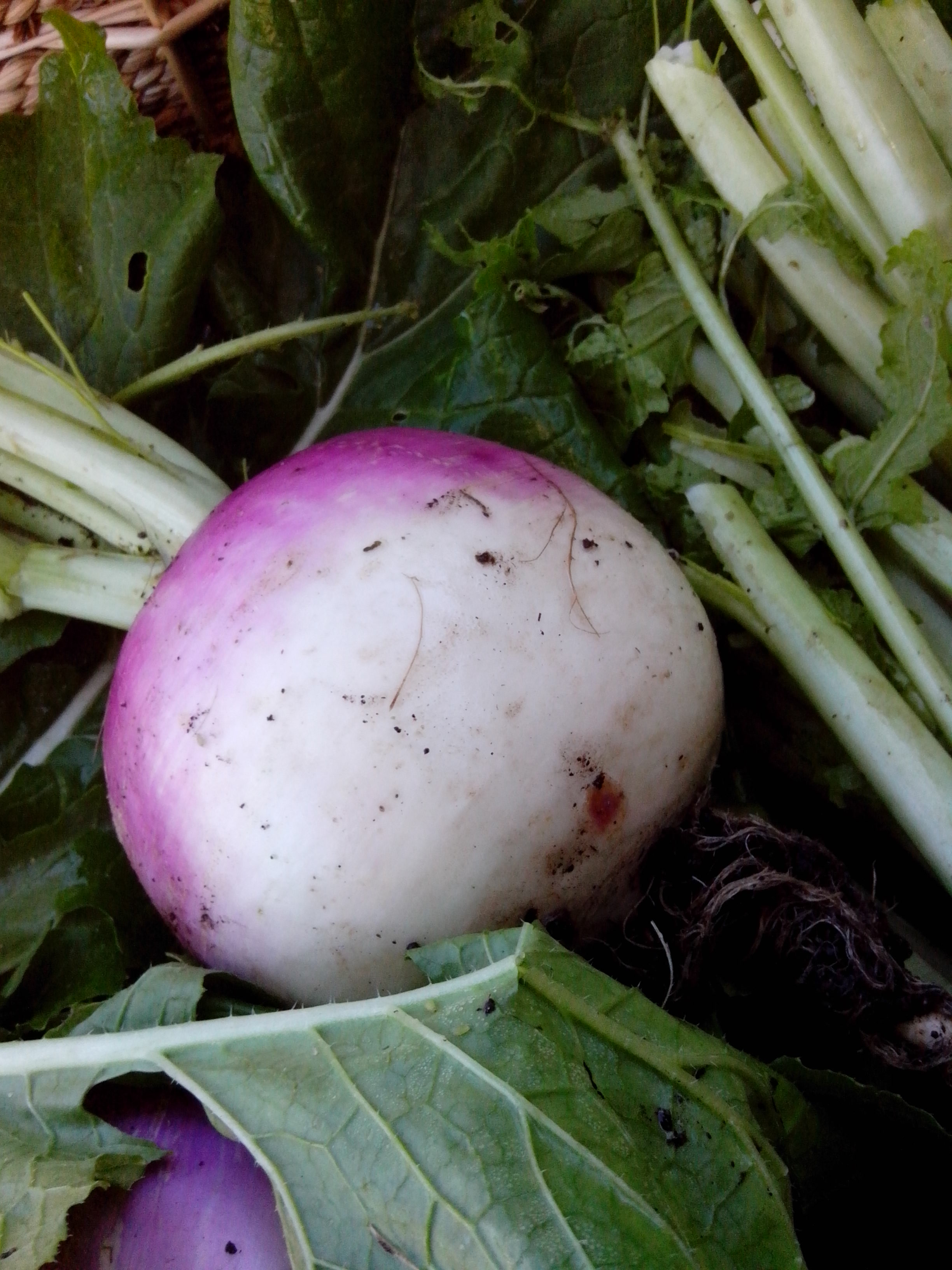 Growing Turnips – The Grantham Gardener