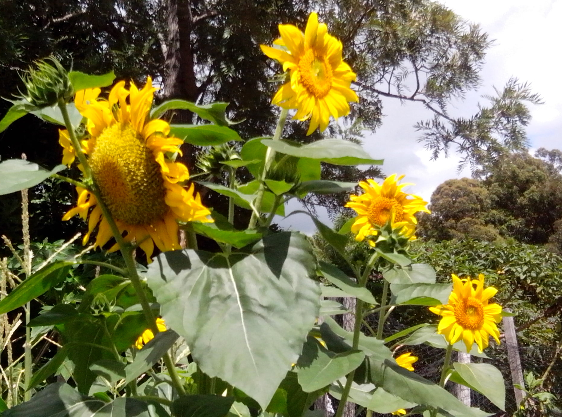 Growing Sunflowers – The Grantham Gardener