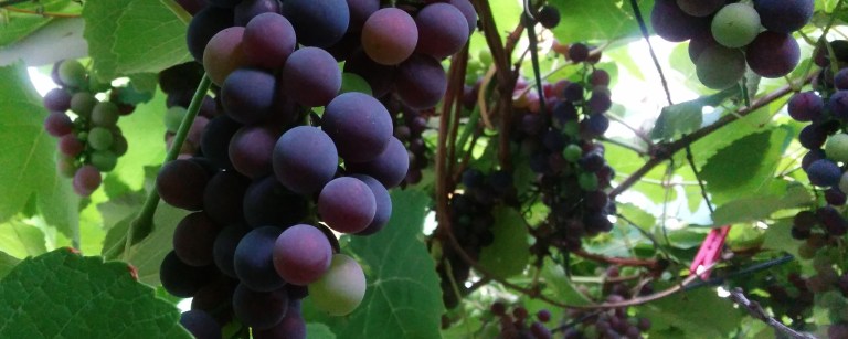 Concord Grape and Blueberry Jam and Scones – The Grantham Gardener