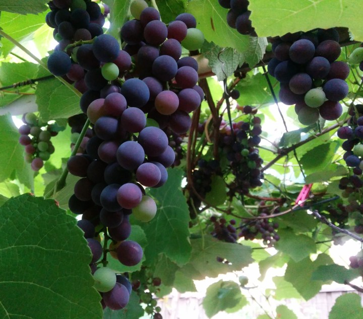 Concord Grape and Blueberry Jam and Scones – The Grantham Gardener