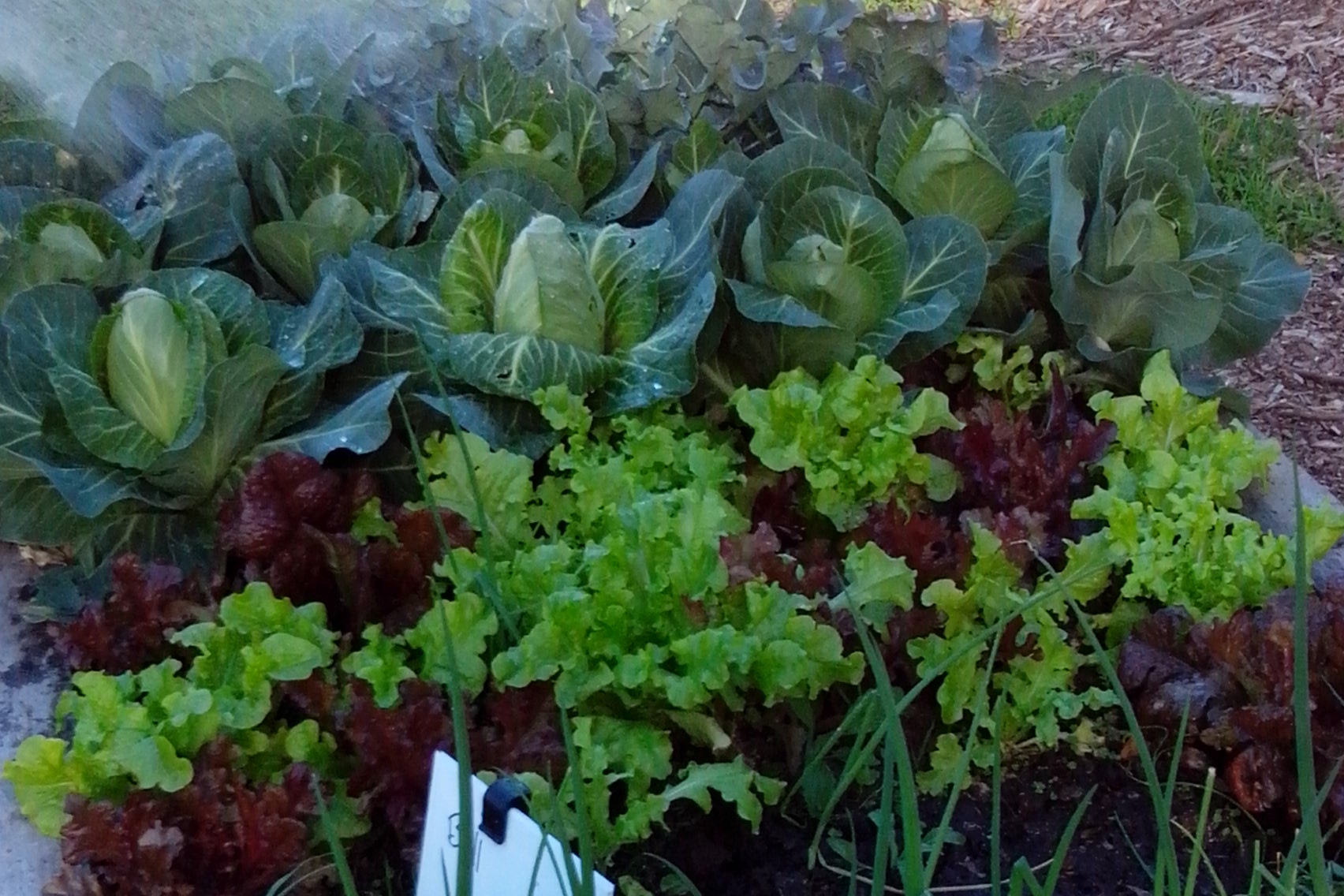 Growing Cabbages – The Grantham Gardener