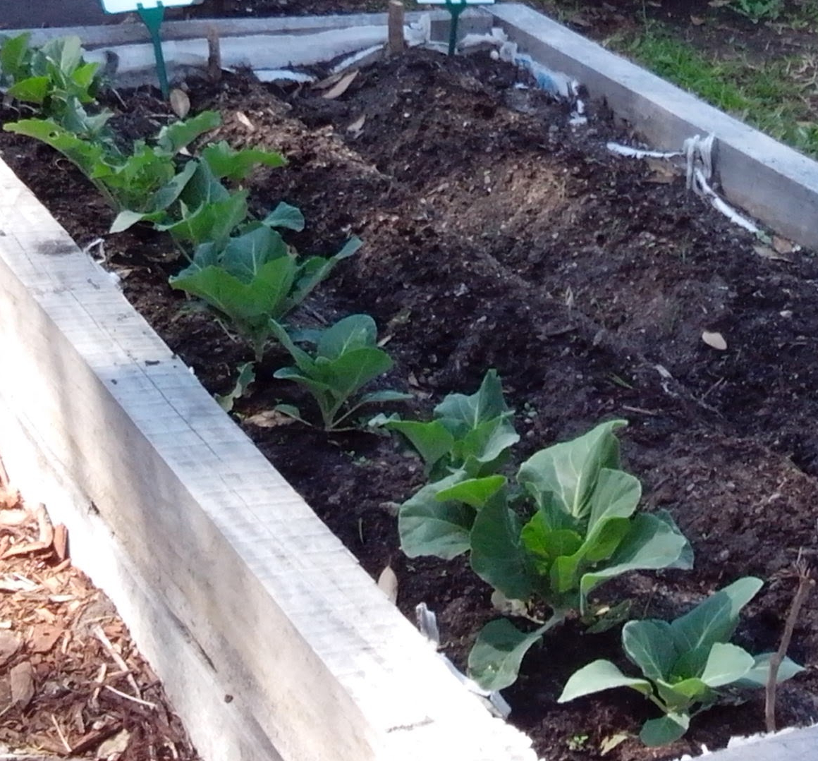 Growing Cabbages – The Grantham Gardener