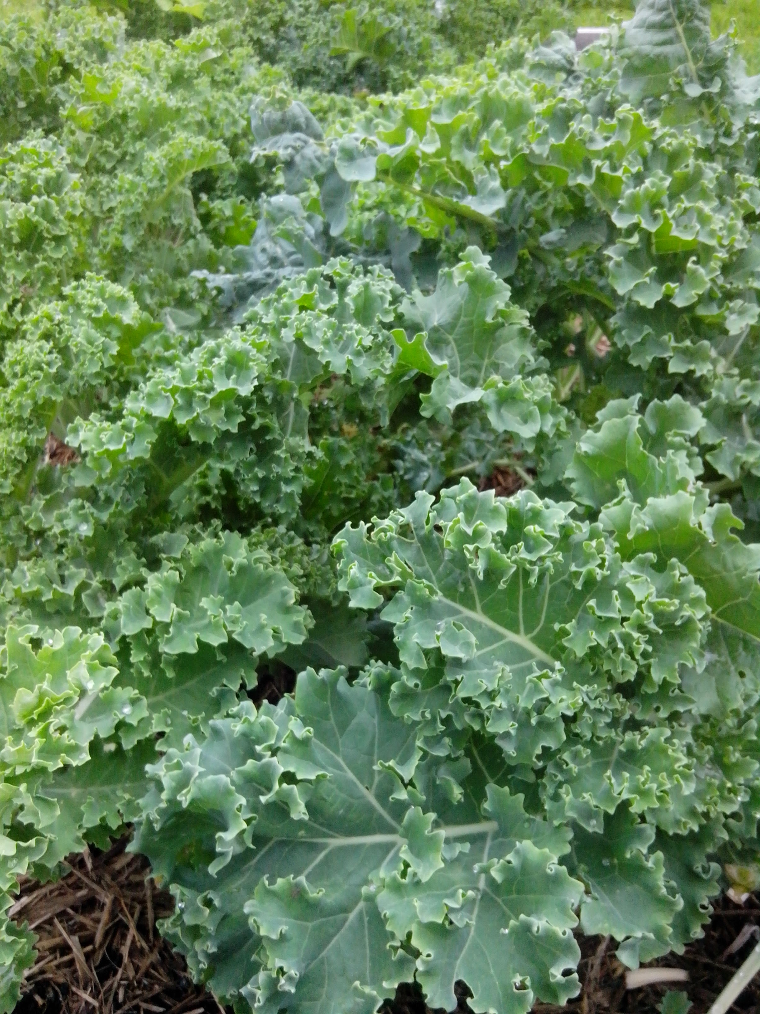Braised Kale with Roasted Capsicum and Lentils – The Grantham Gardener