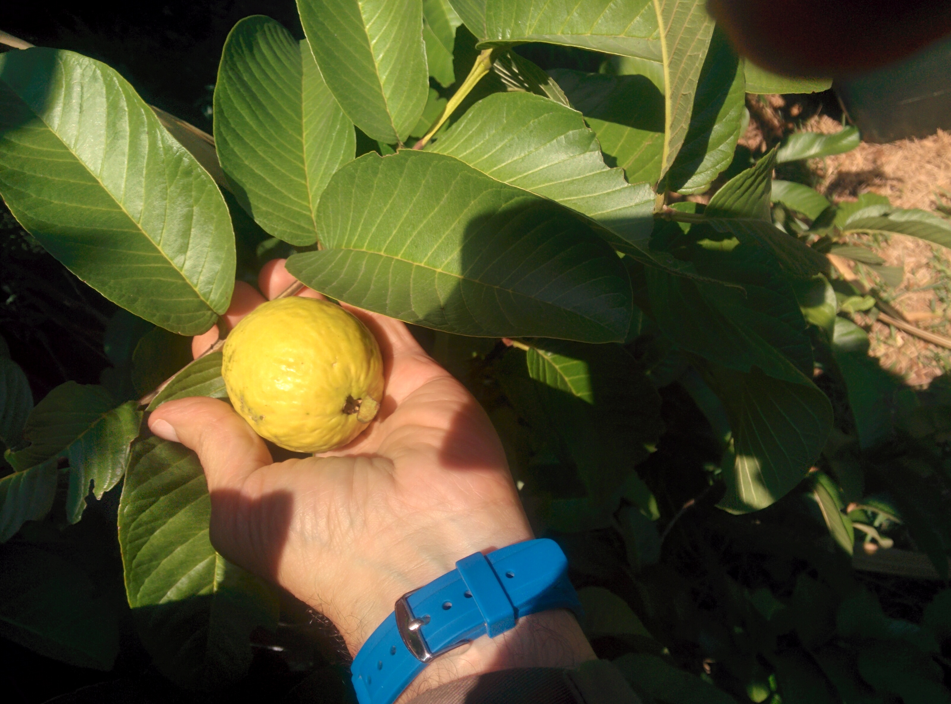Fresh Guava with Lime and Sugar – The Grantham Gardener