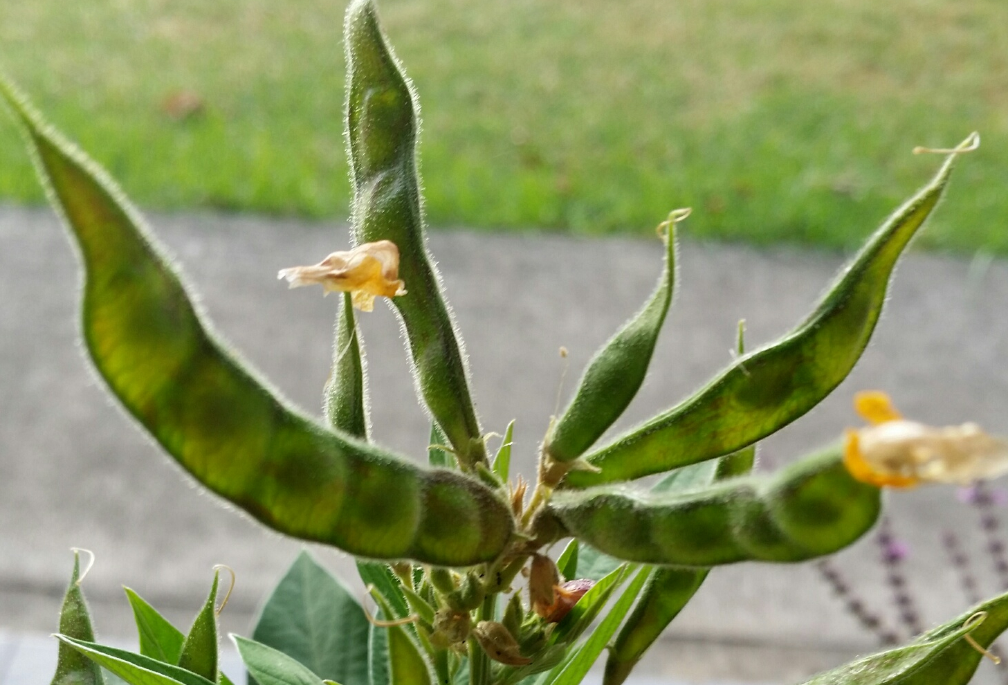 Anjali’s Pigeon peas – The Grantham Gardener