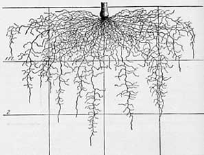 Growing Leeks – The Grantham Gardener