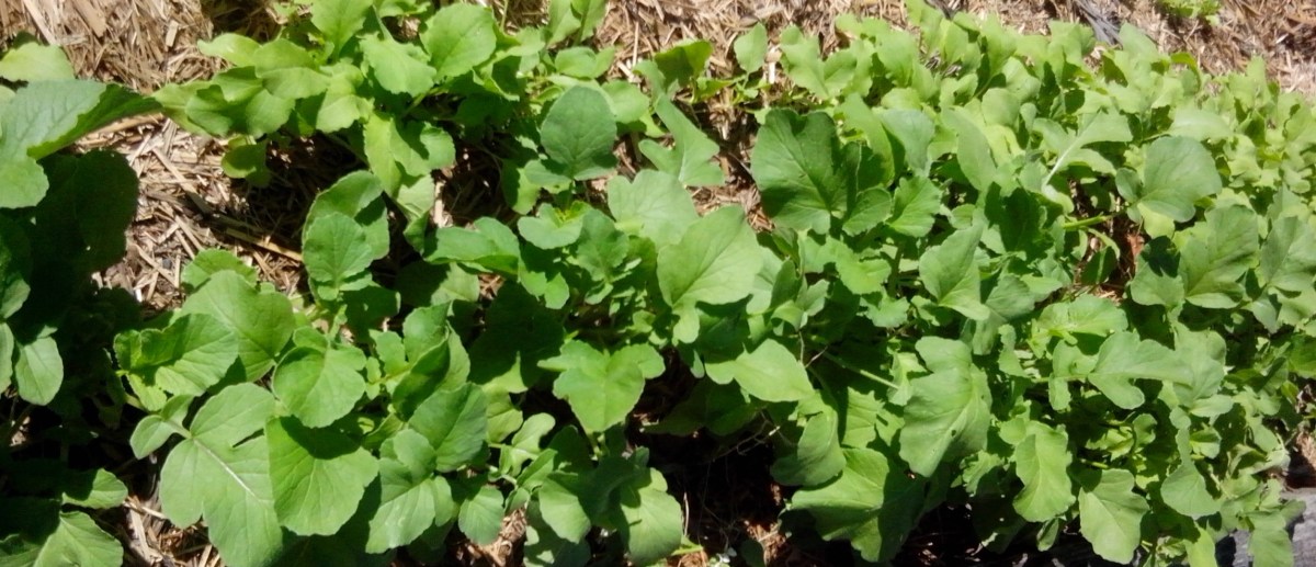 Growing Rocket – The Grantham Gardener