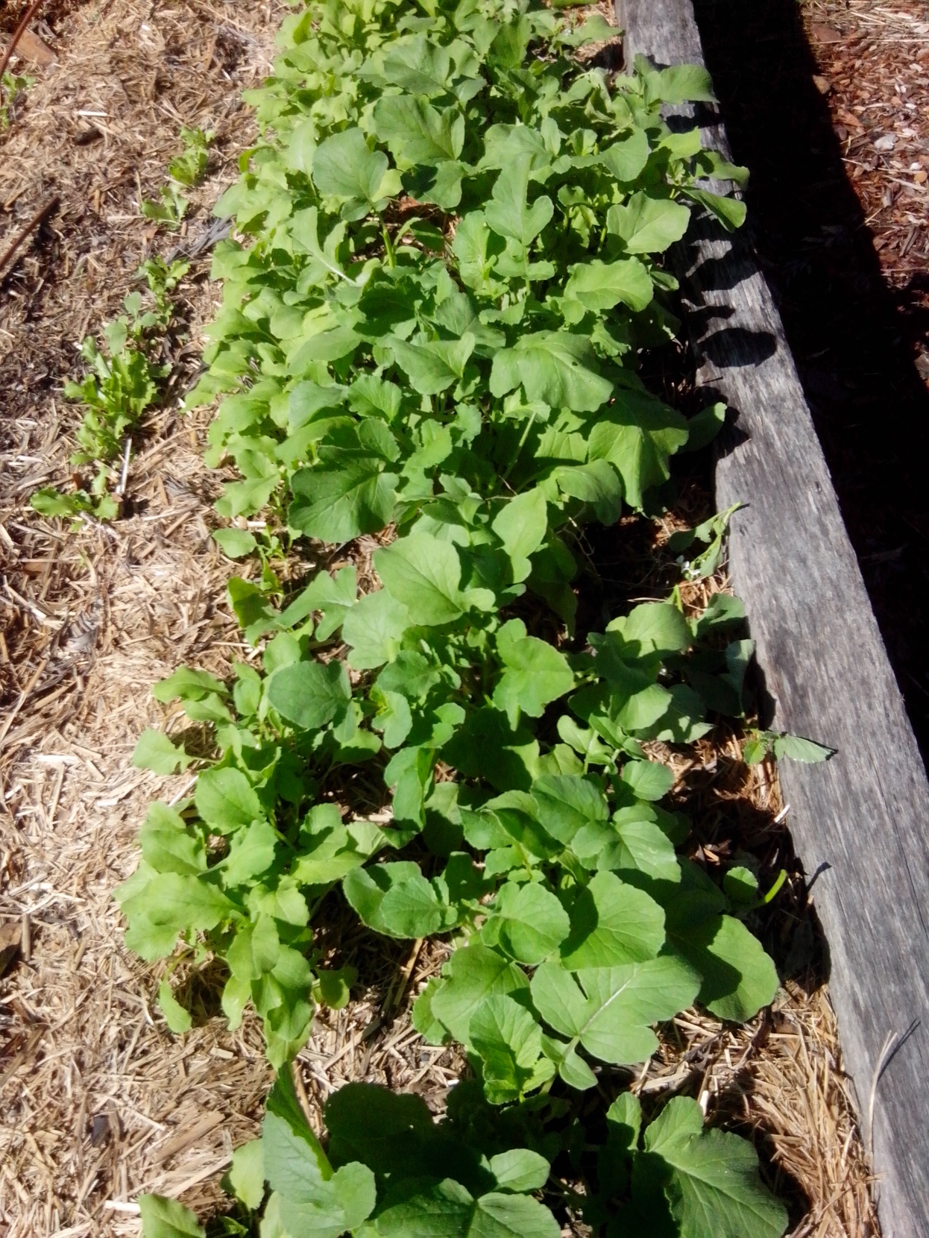 Growing Rocket – The Grantham Gardener