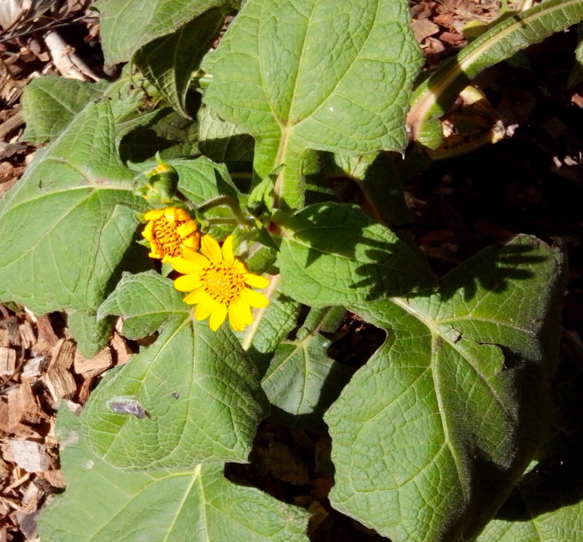 Growing Yacon – The Grantham Gardener