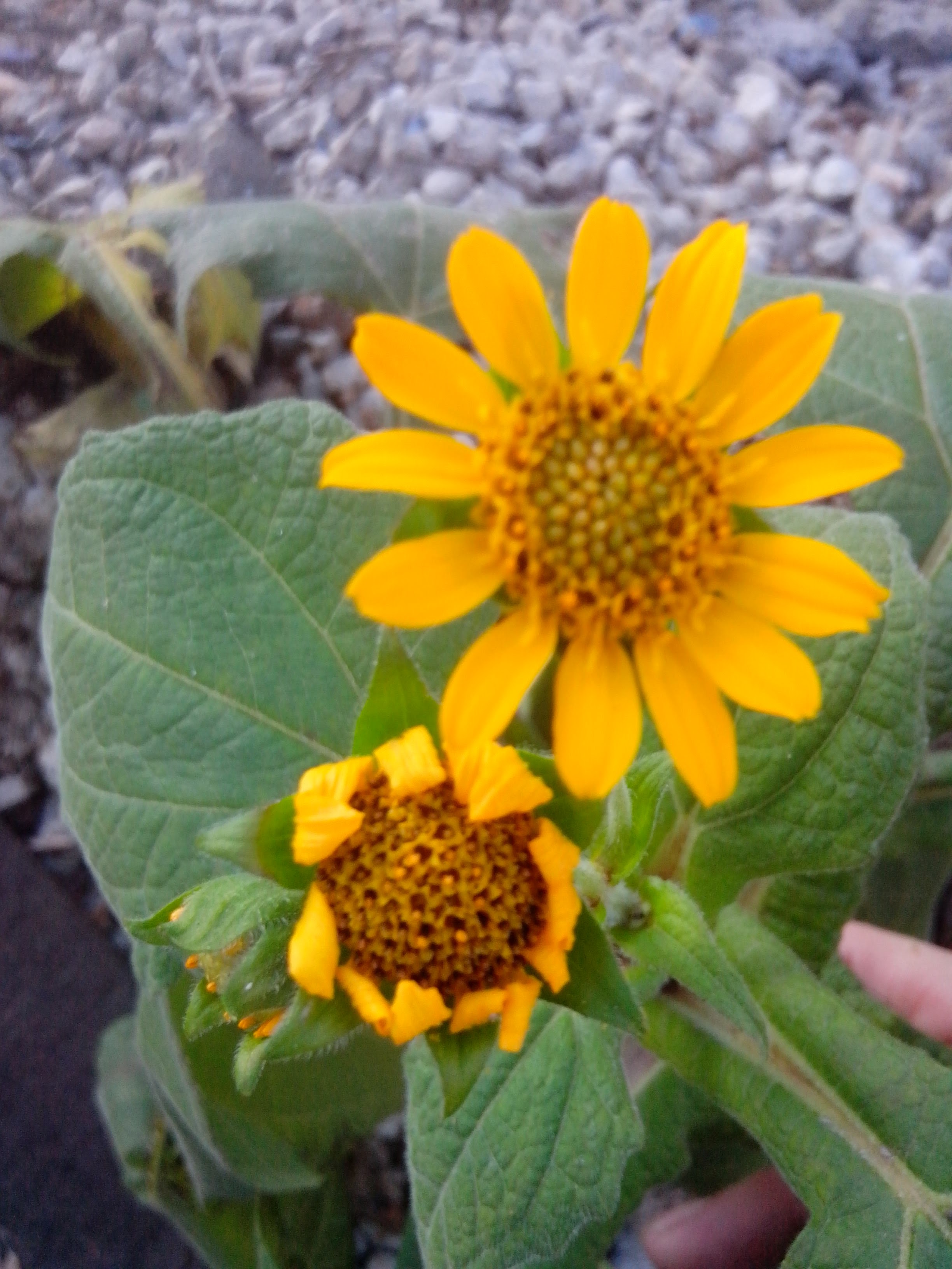 Growing Yacon – The Grantham Gardener