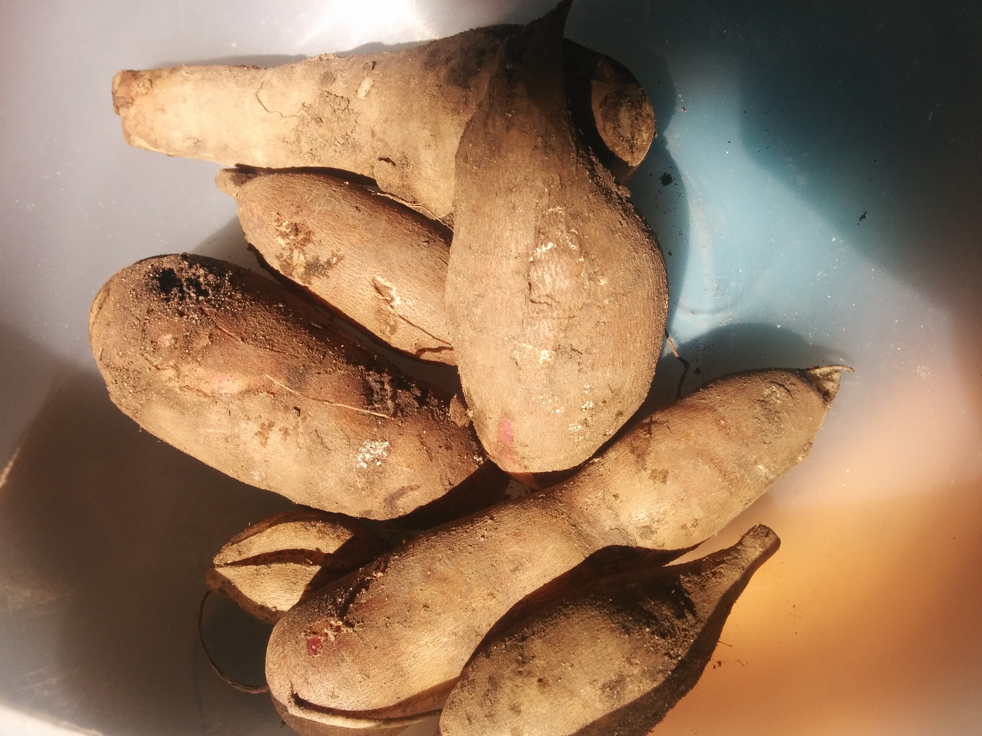 Growing Yacon – The Grantham Gardener