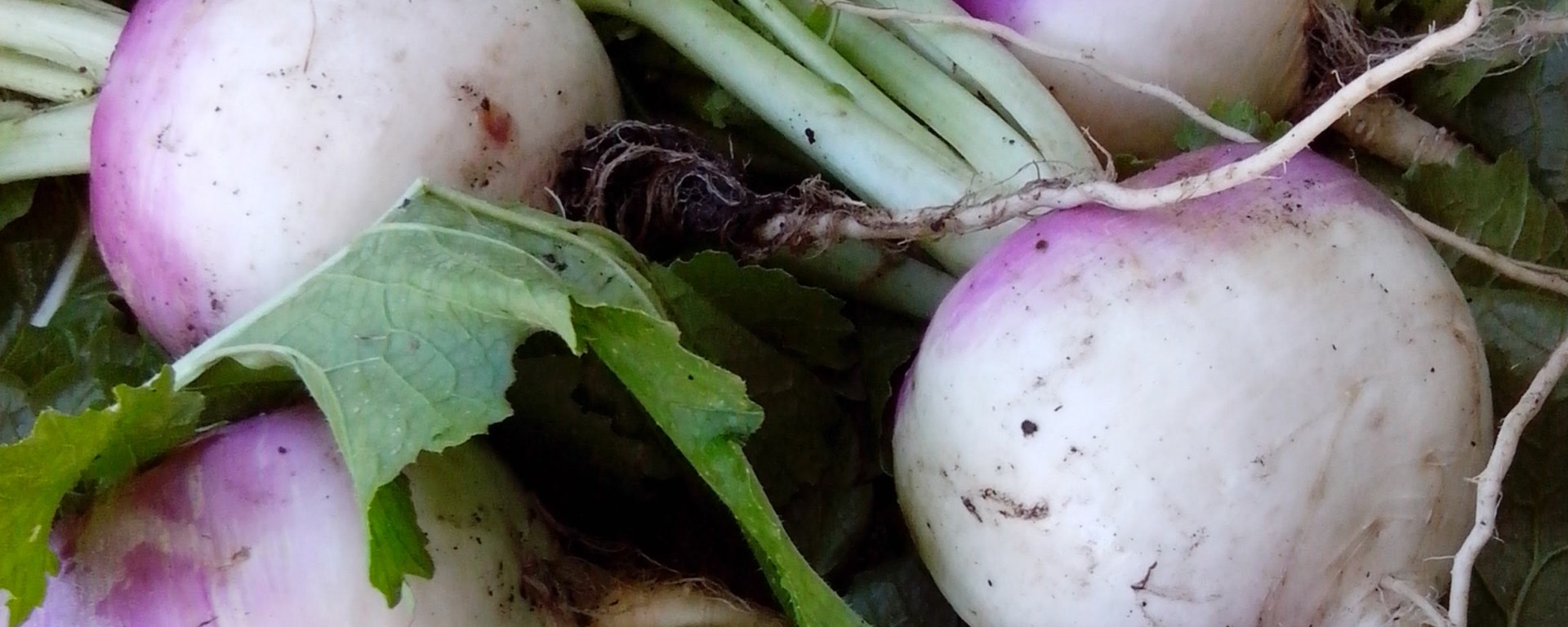 Pink Pickled Turnips (Turshi Left) – The Grantham Gardener