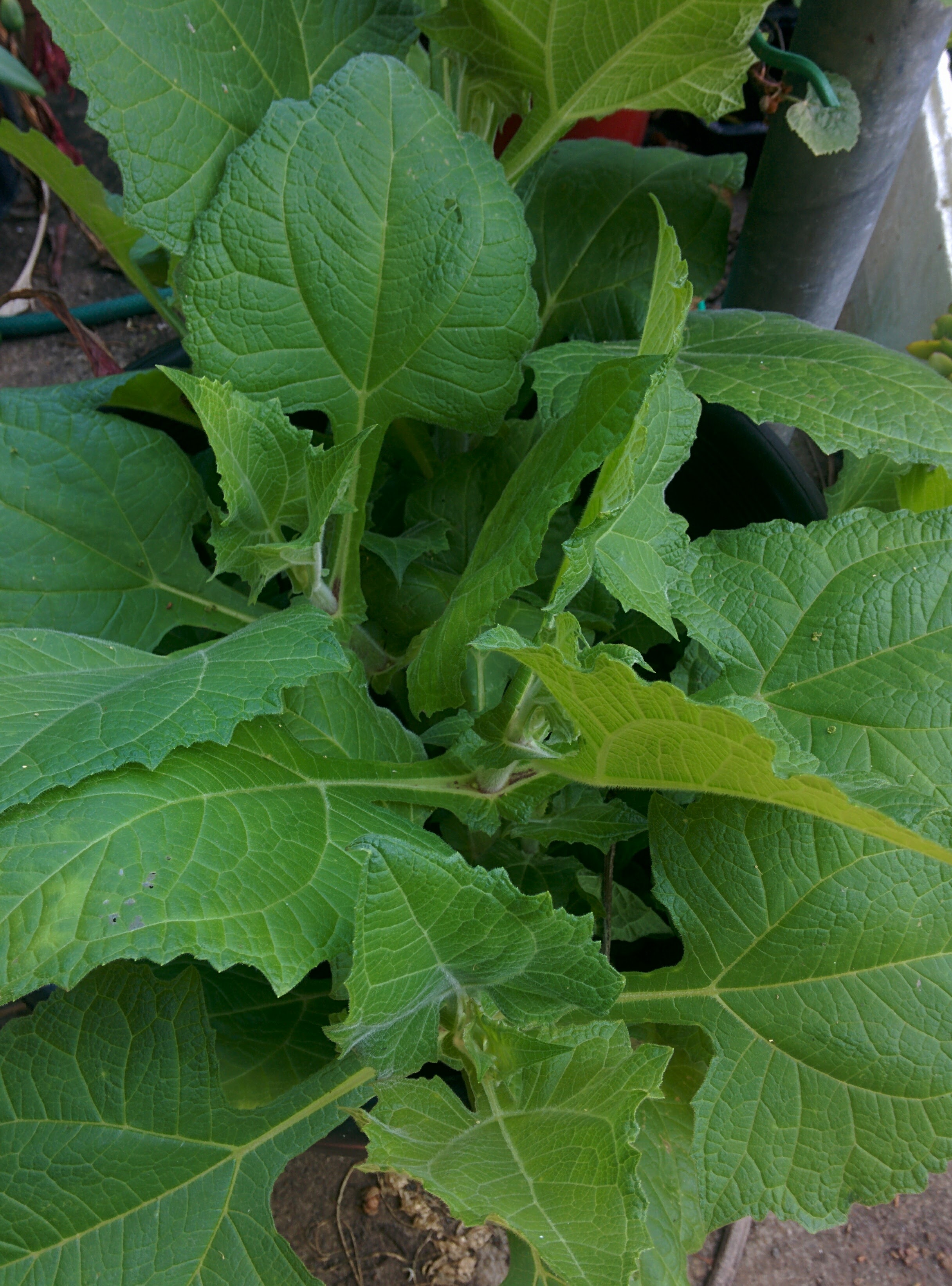 Growing Yacon – The Grantham Gardener