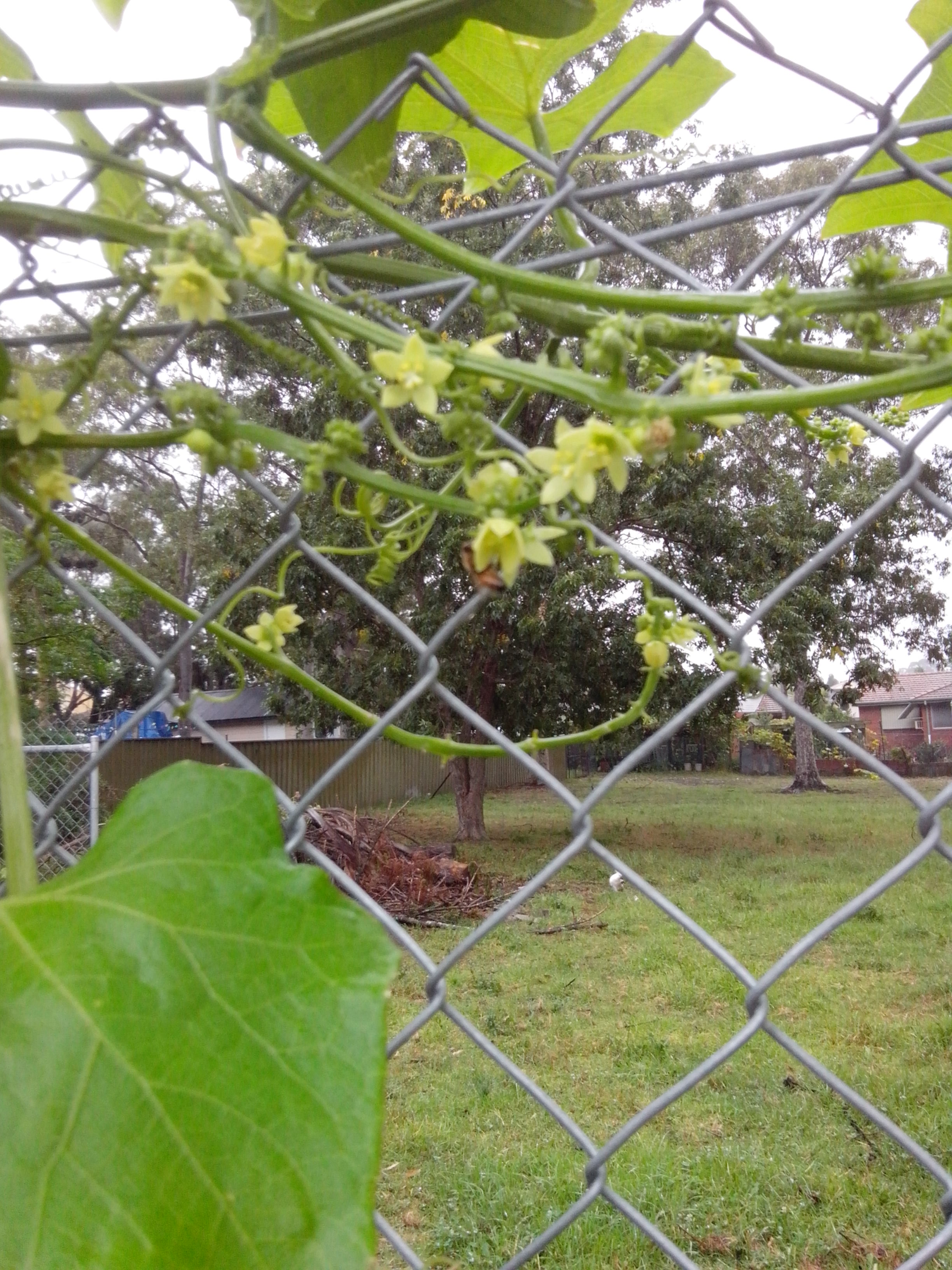 Growing Chokos or Chayotes – The Grantham Gardener