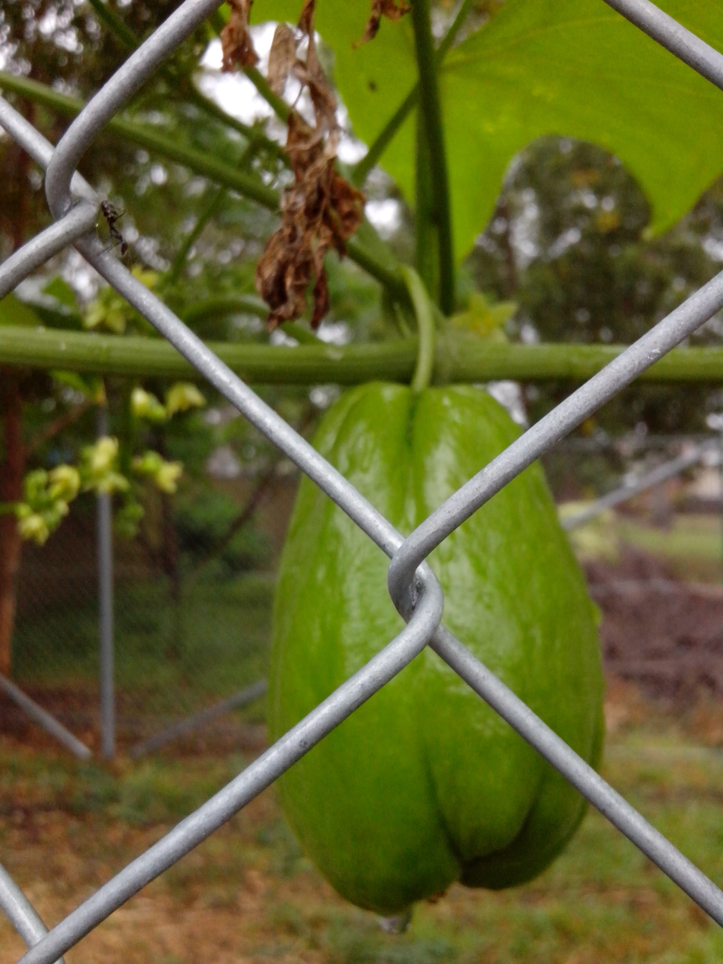 Growing Chokos or Chayotes – The Grantham Gardener