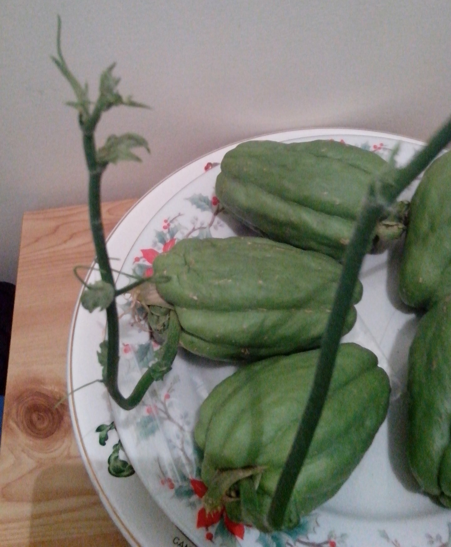 Growing Chokos or Chayotes – The Grantham Gardener