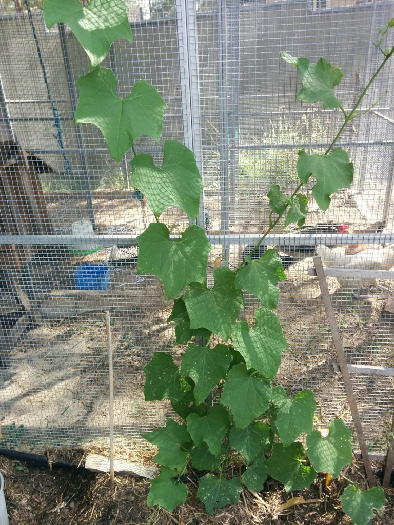 Growing Chokos or Chayotes – The Grantham Gardener