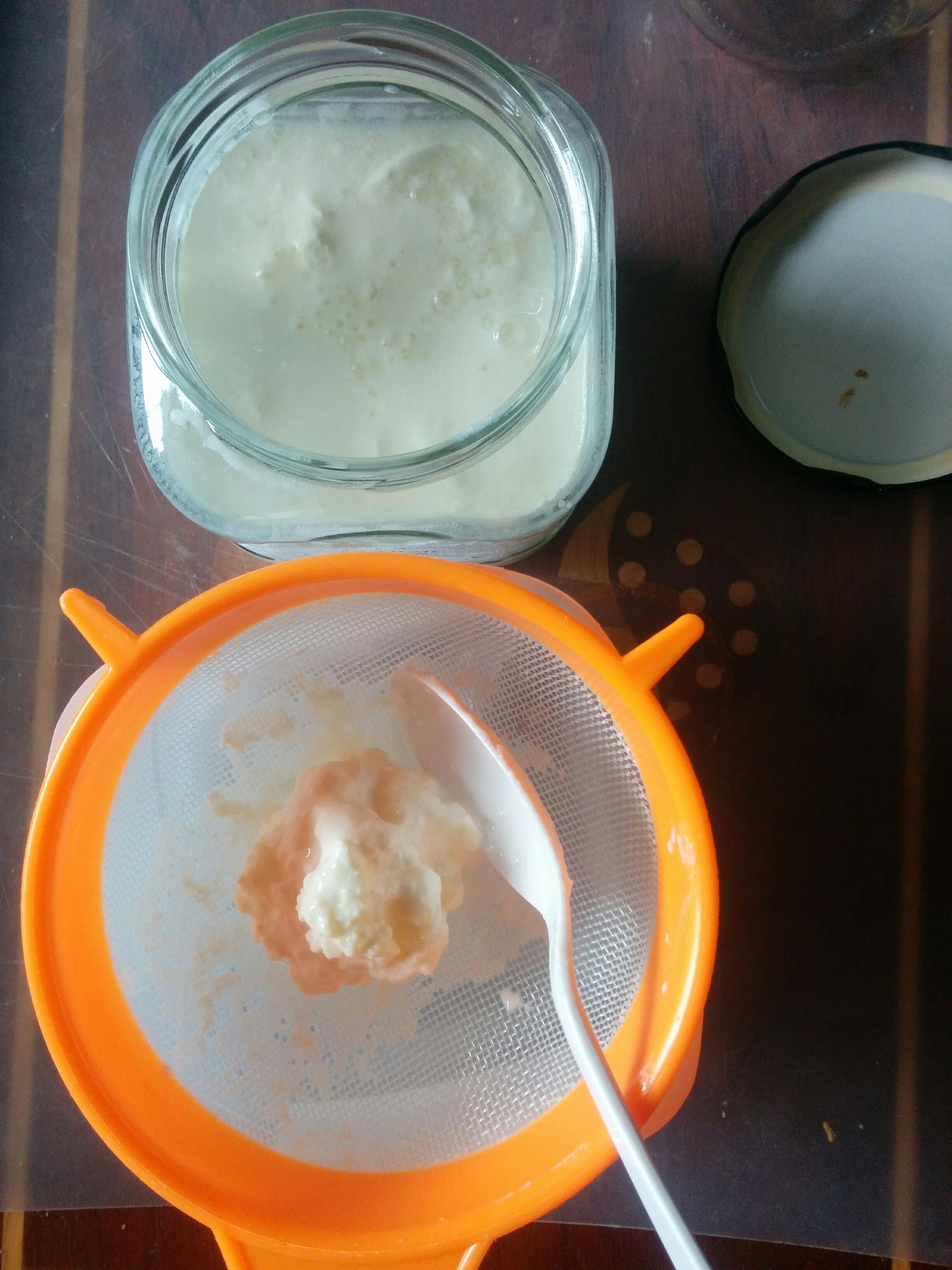 Culturing Milk Kefir – The Grantham Gardener