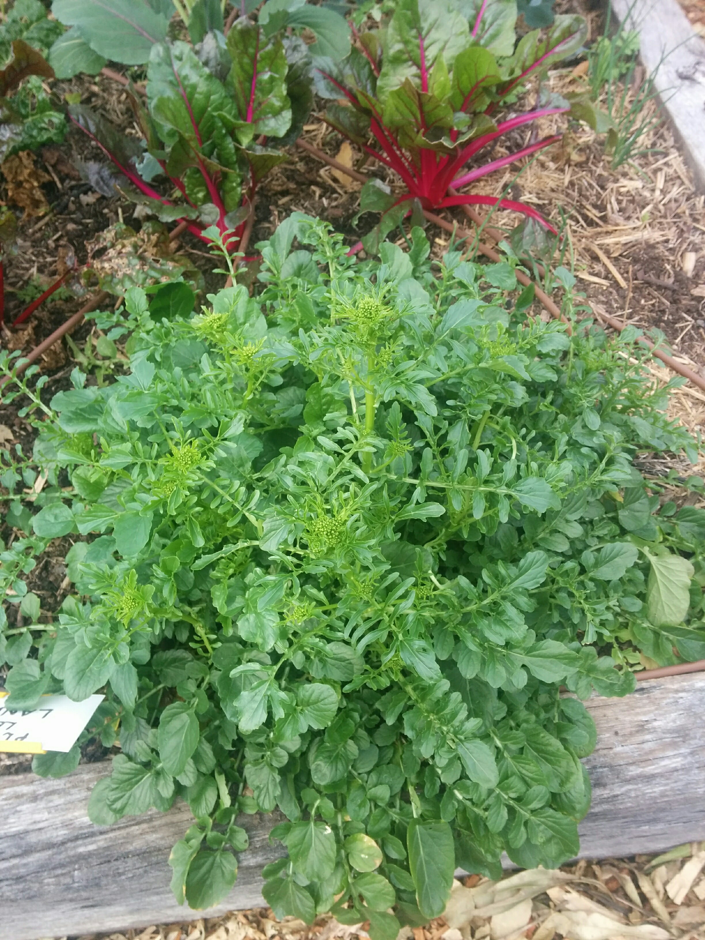 Growing Land Cress – The Grantham Gardener