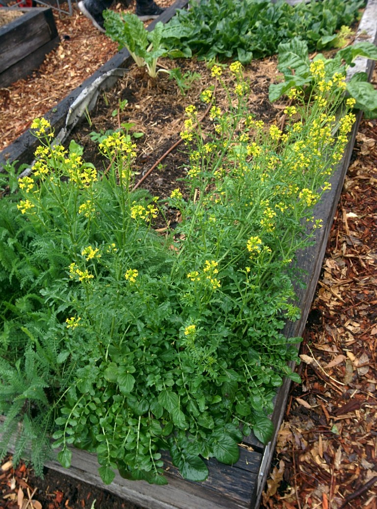 Growing Land Cress – The Grantham Gardener