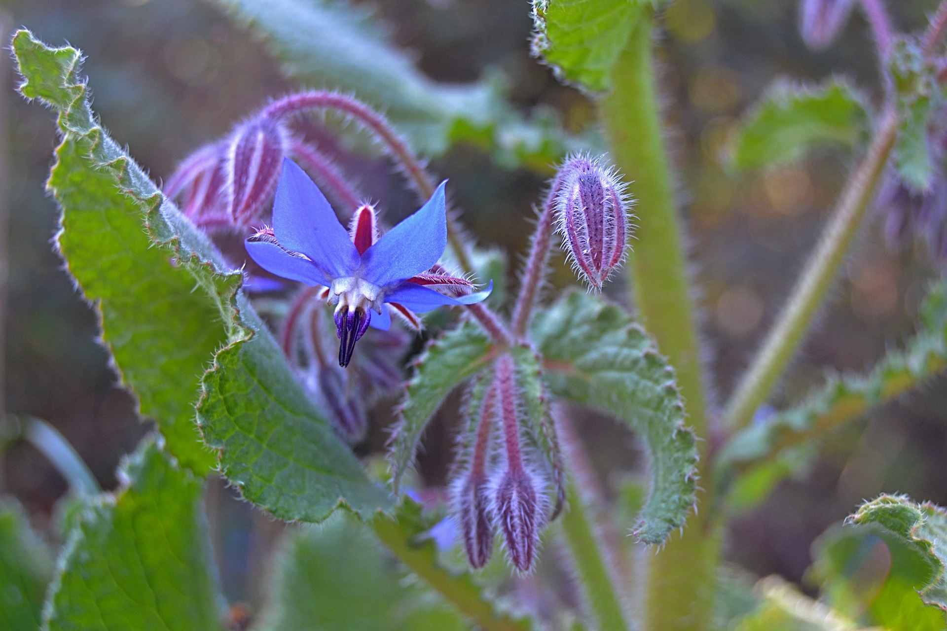 Growing Borage – The Grantham Gardener