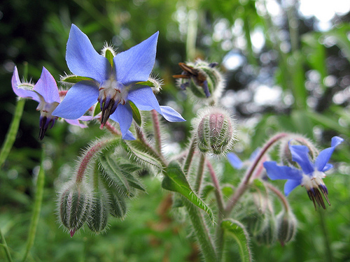Growing Borage – The Grantham Gardener