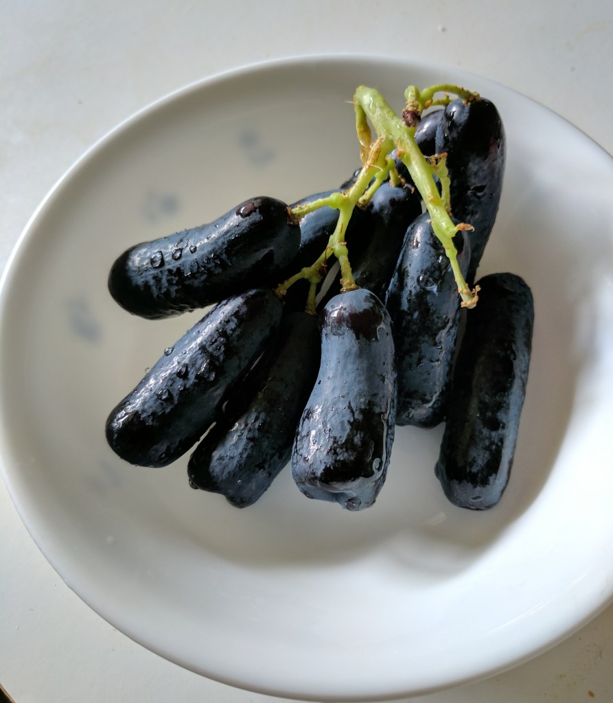 Sweet Sapphire Grapes, a New Variety – The Grantham Gardener