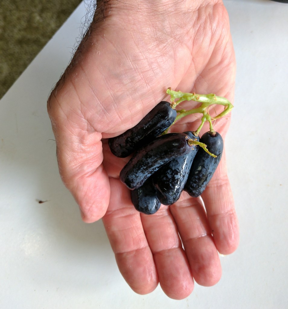 Sweet Sapphire Grapes, a New Variety – The Grantham Gardener