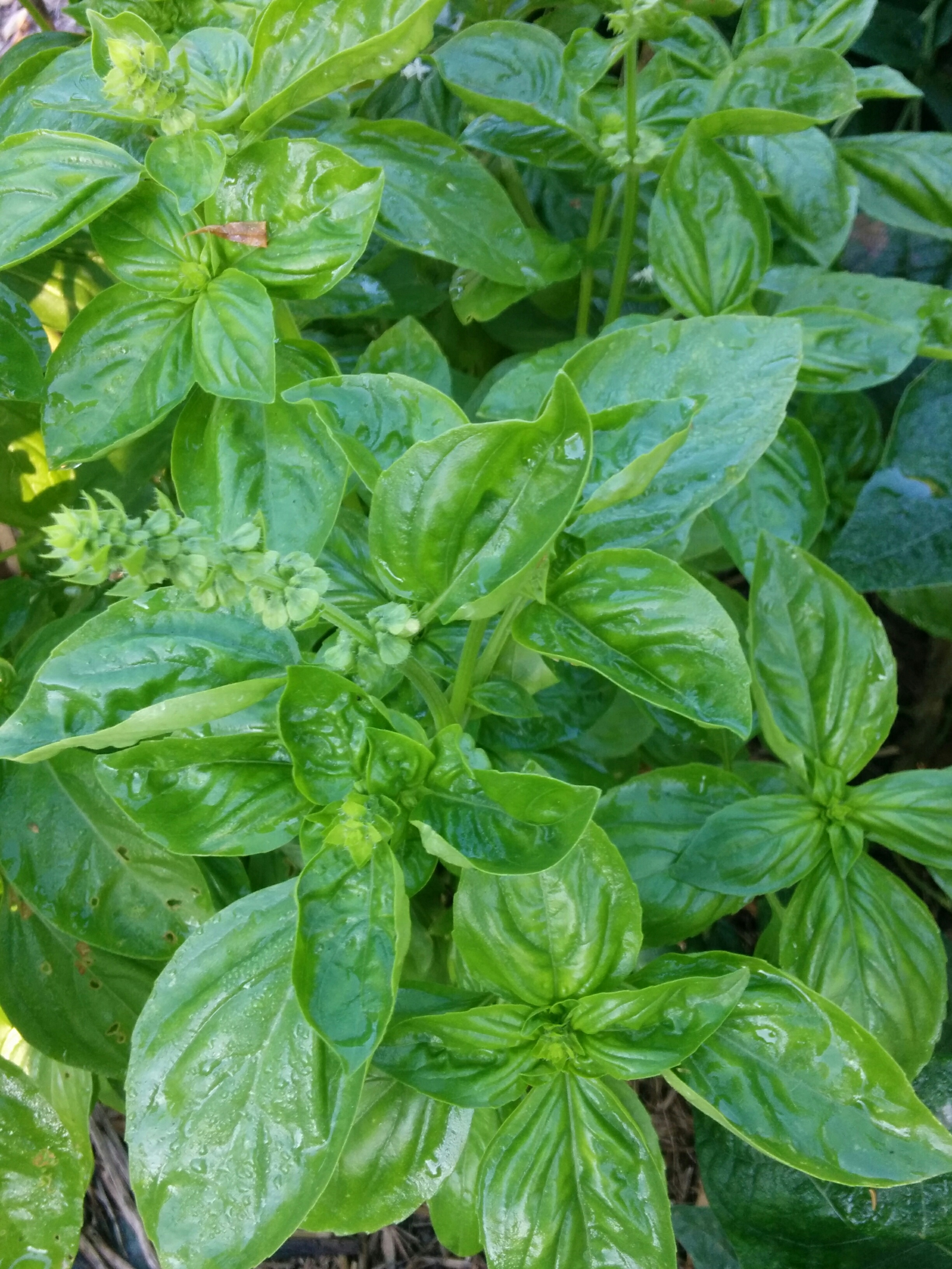 Growing Basil – The Grantham Gardener