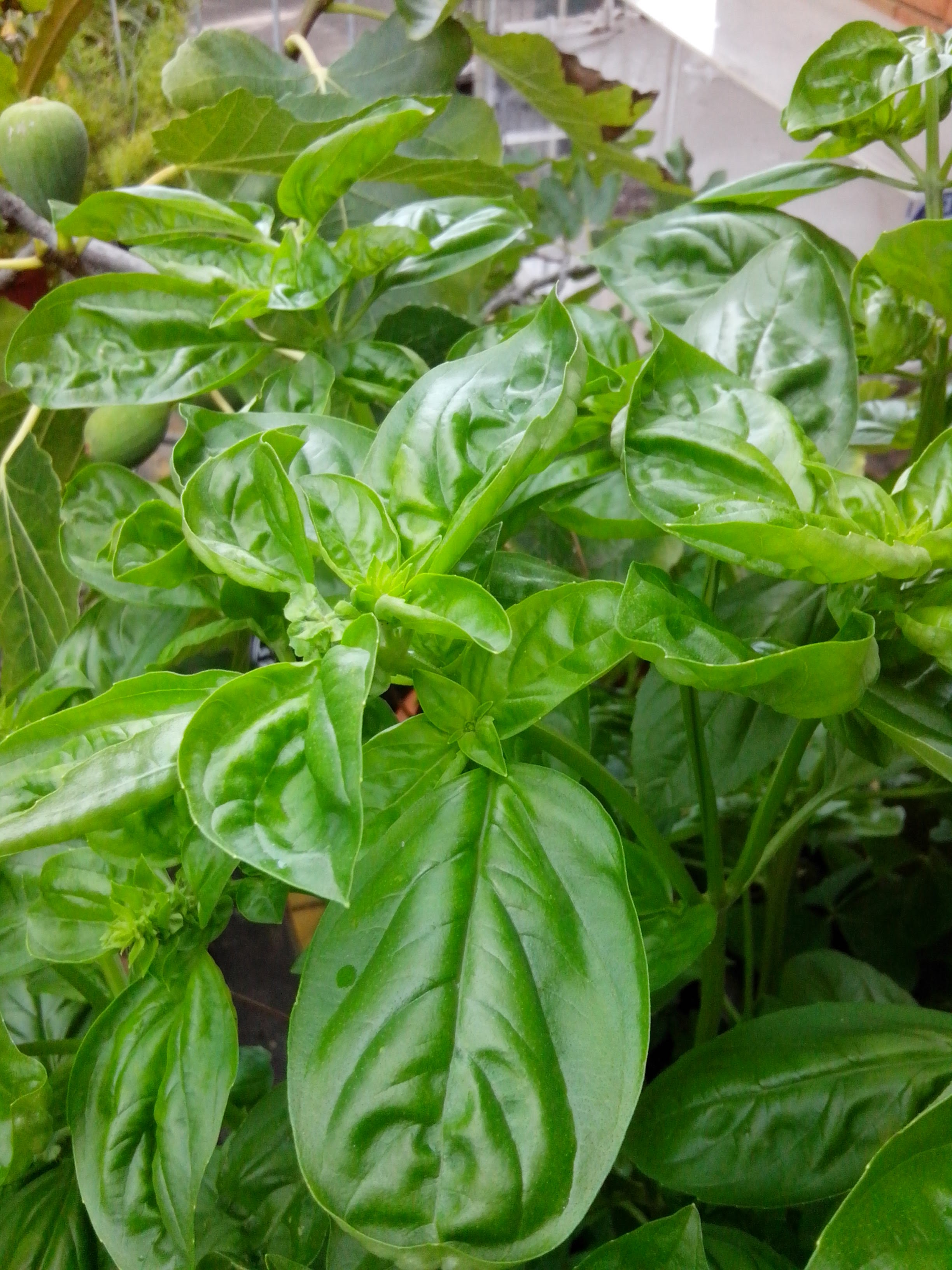 Growing Basil – The Grantham Gardener