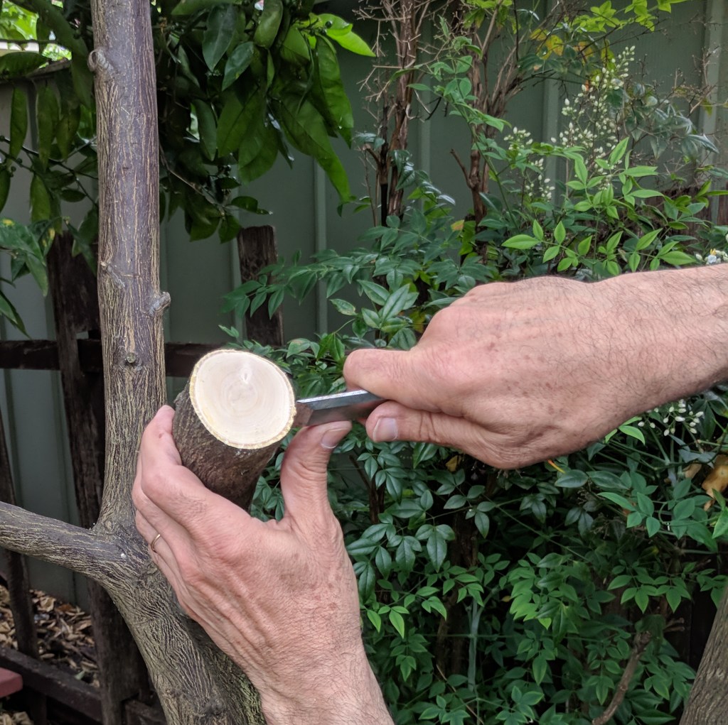 How to Graft Citrus – The Grantham Gardener