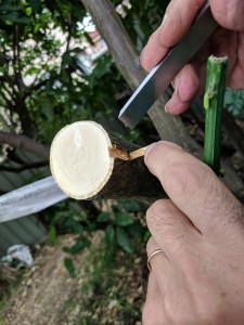 How to Graft Citrus – The Grantham Gardener