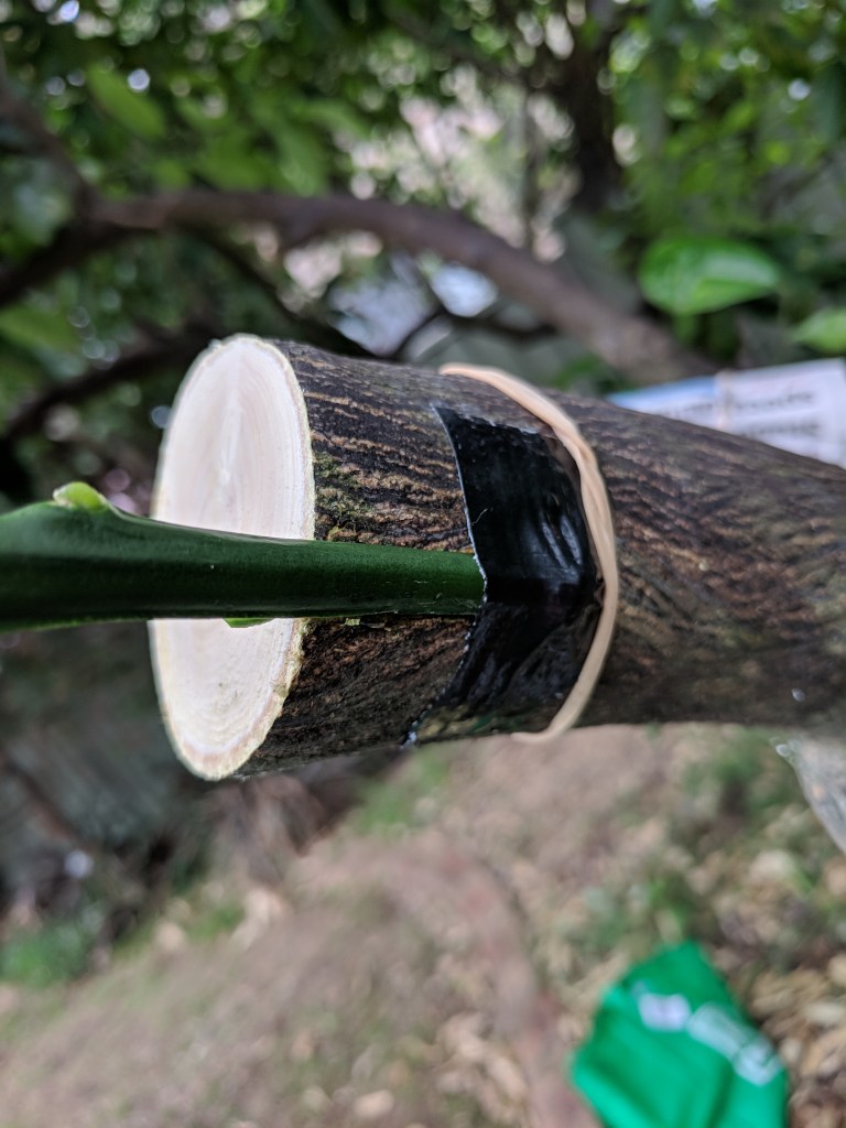 How to Graft Citrus – The Grantham Gardener