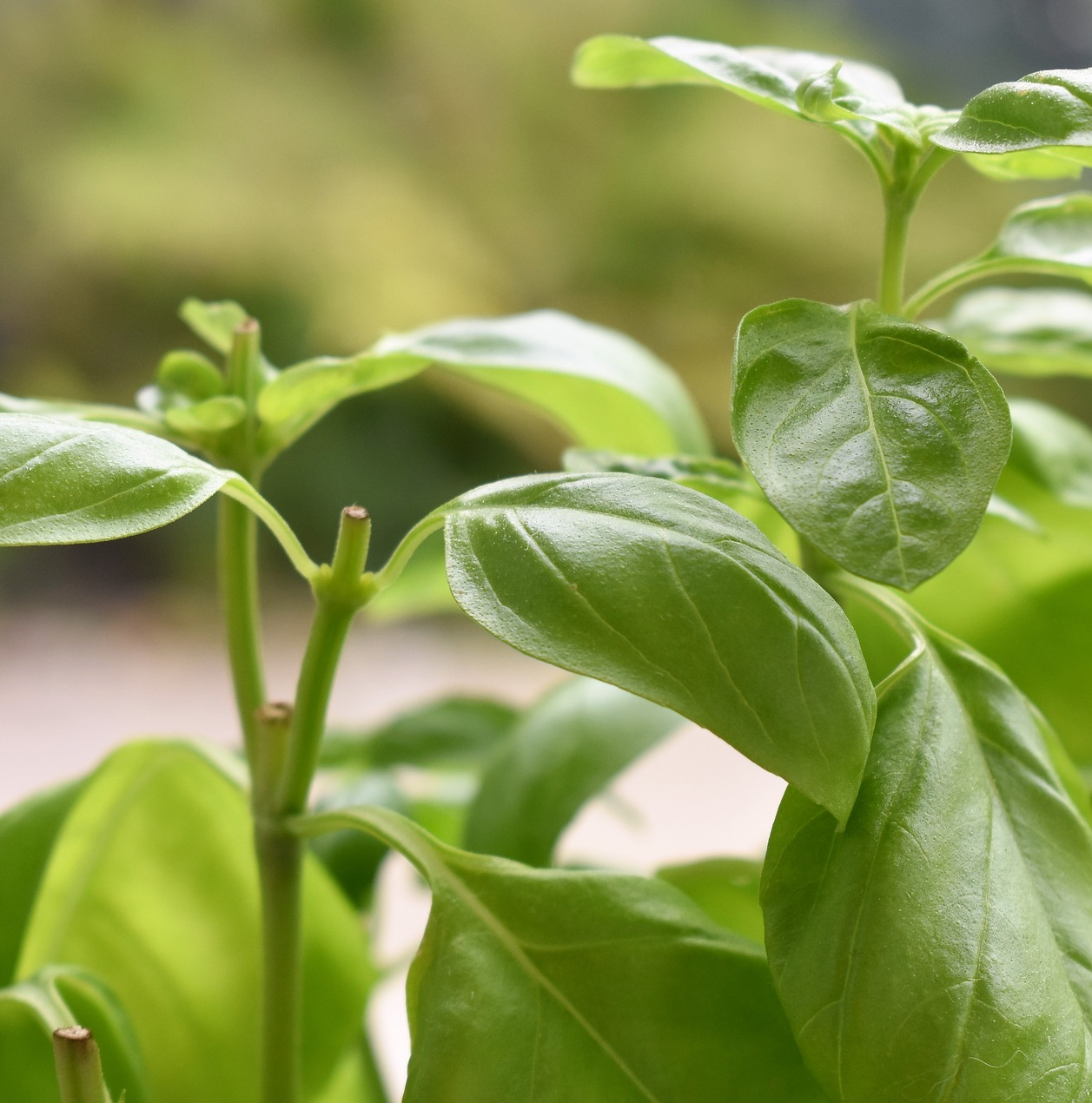 Growing Basil – The Grantham Gardener