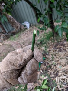 How to Graft Citrus – The Grantham Gardener