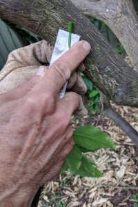 How to Graft Citrus – The Grantham Gardener