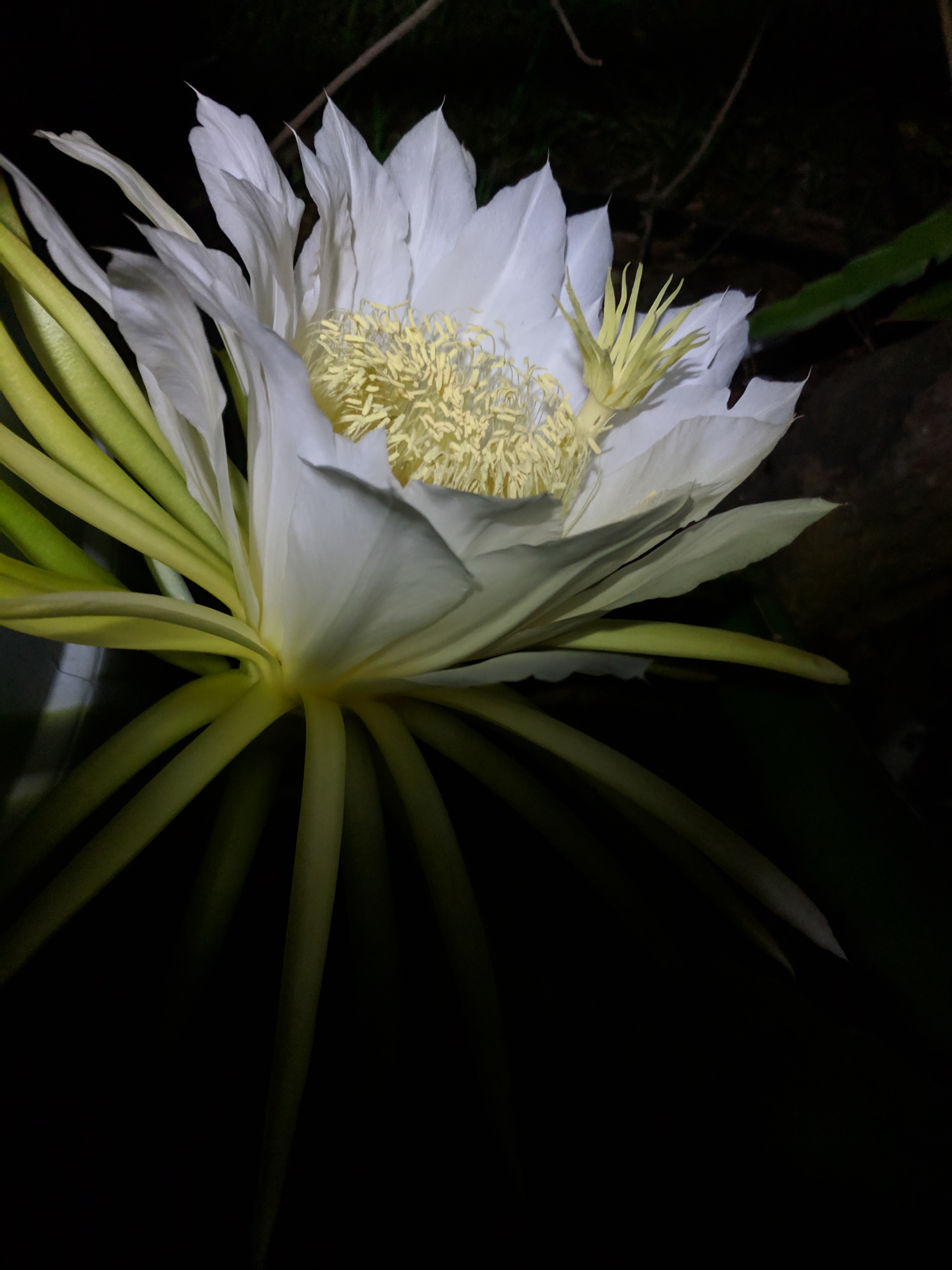 The Spectacular Hylocereus undatus – The Grantham Gardener