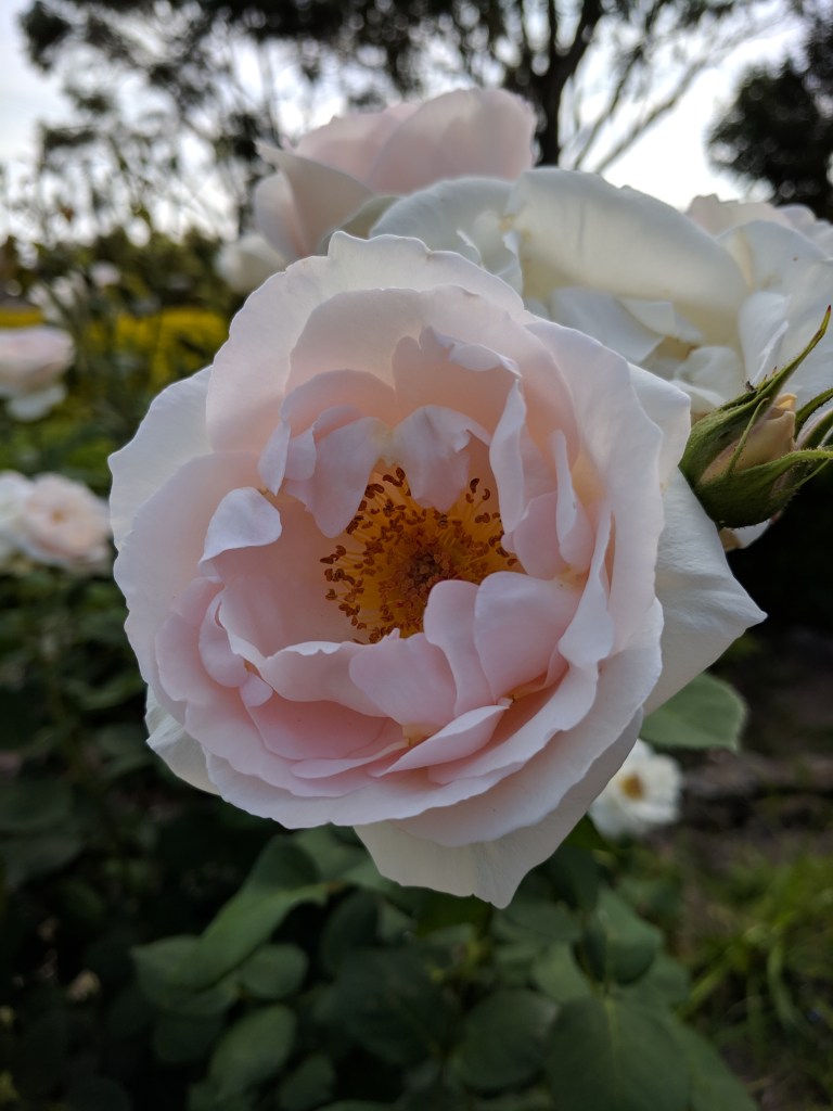 A Tribute for Sandra – The Grantham Gardener