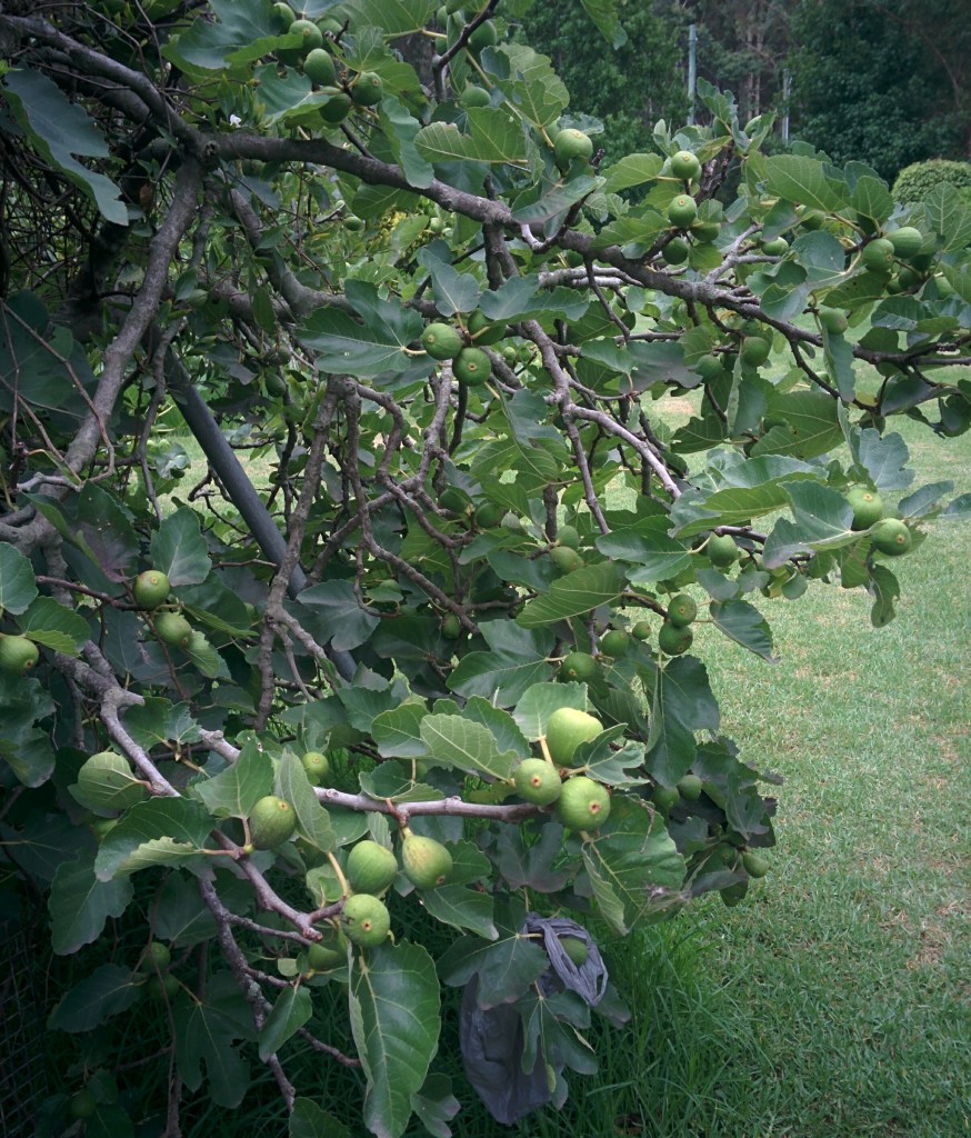 Caramelised Figs with Brandy – The Grantham Gardener