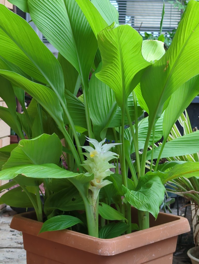 What to Plant in February – The Grantham Gardener